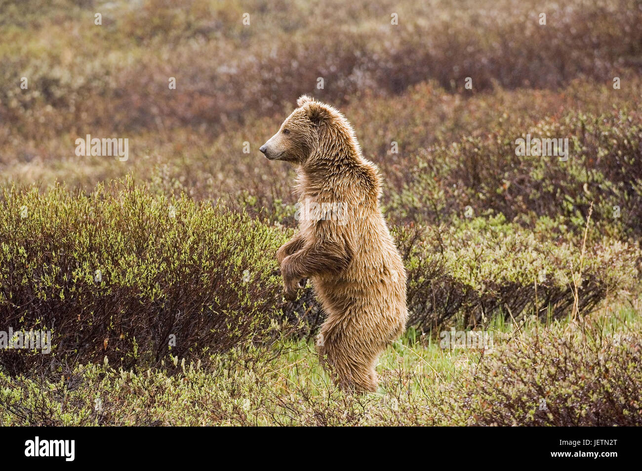 Young brown bear, Junger Braunbaer Stock Photo - Alamy