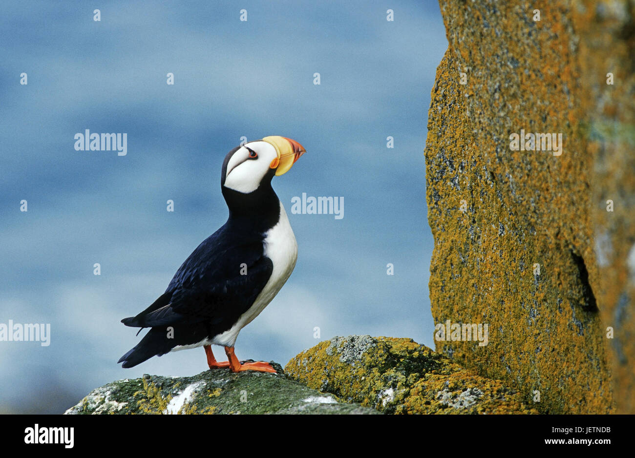 Bering sea animals hi-res stock photography and images - Alamy