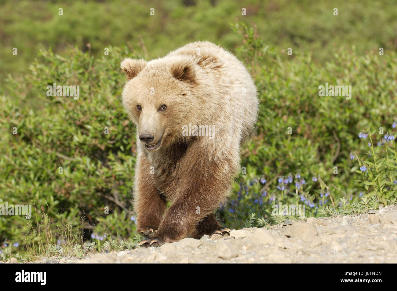 Brown bear, Braunbaer Stock Photo - Alamy