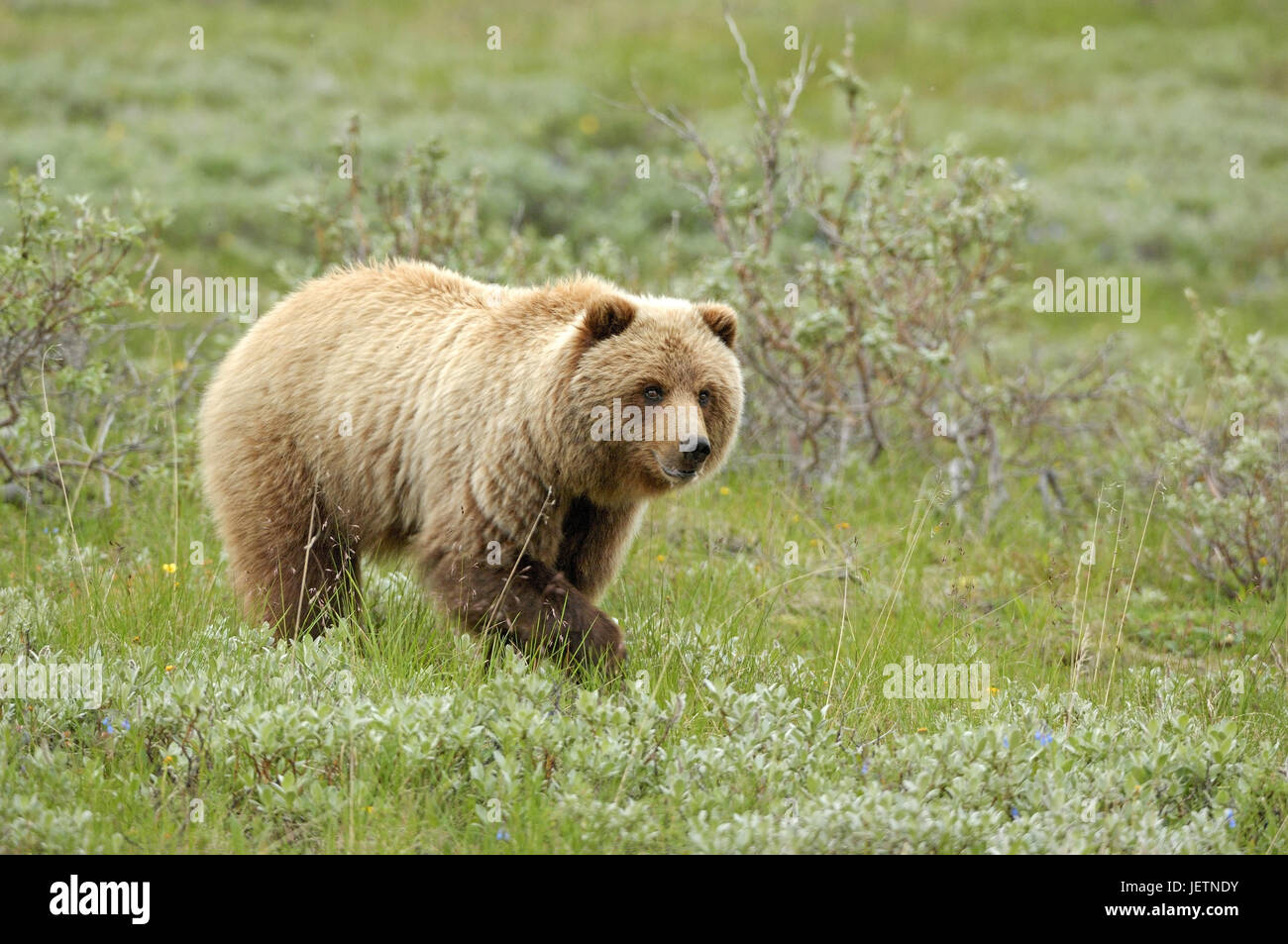 Brown bear, Braunbaer Stock Photo - Alamy