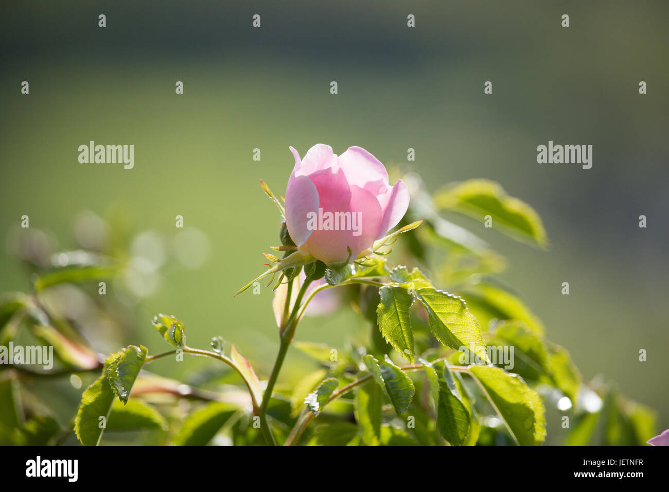 Rosehip leaf hi-res stock photography and images - Alamy