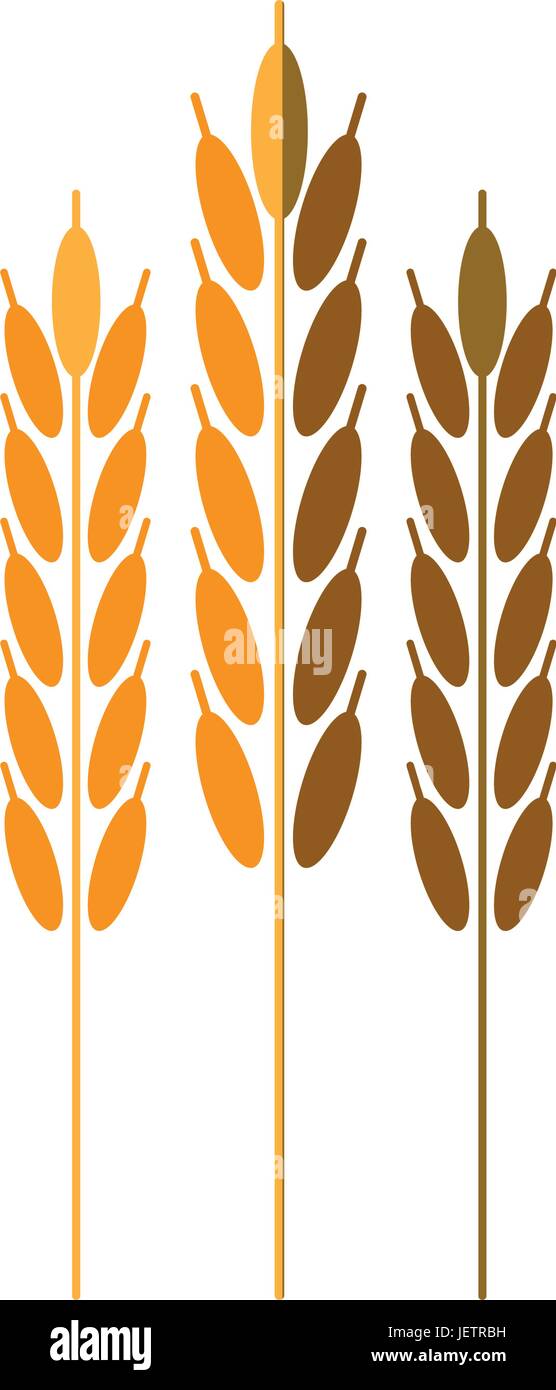 wheat ears icon image Stock Vector Image & Art - Alamy