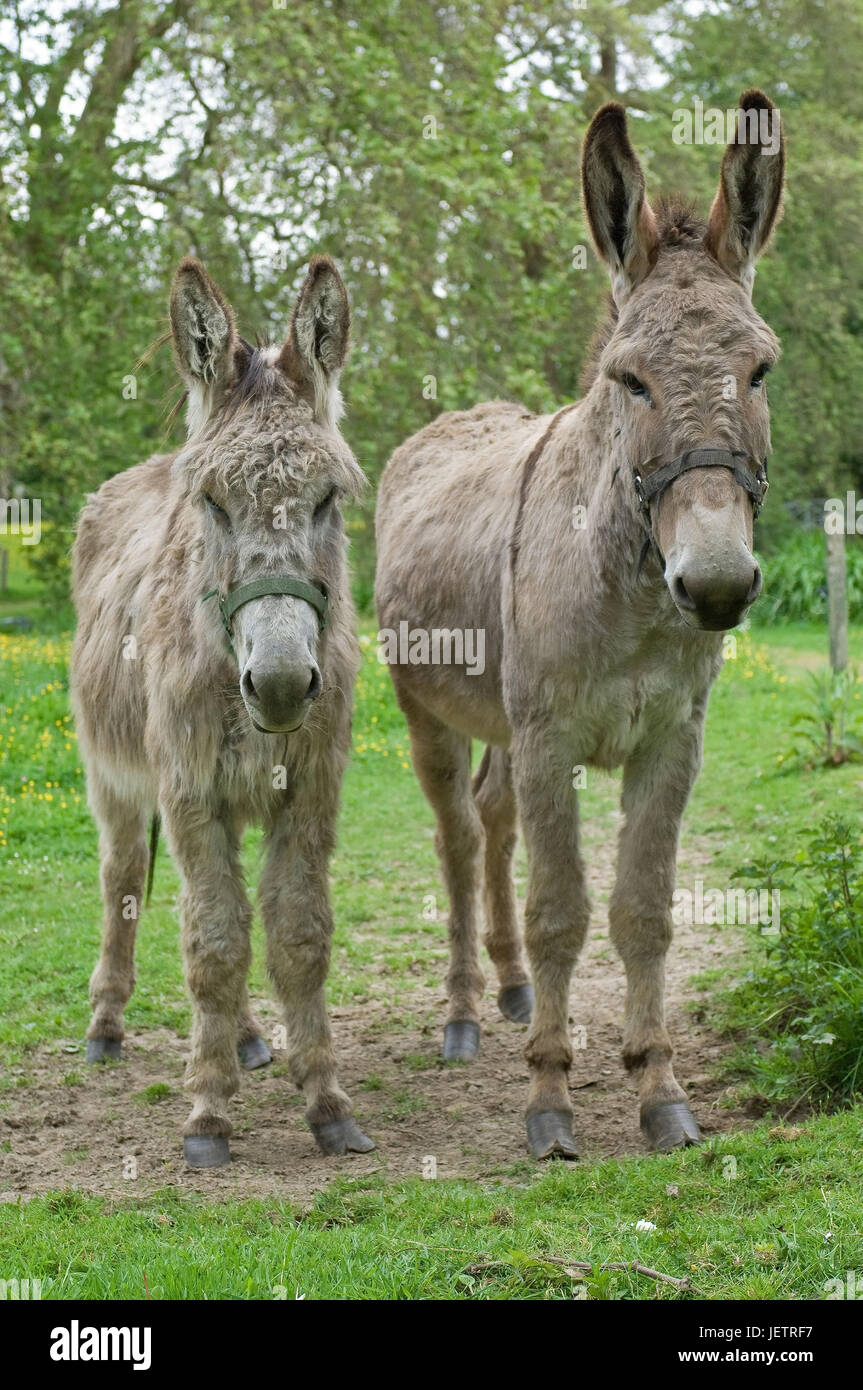 Two house donkeys in frontal view, Zwei Hausesel in Frontalansicht ...