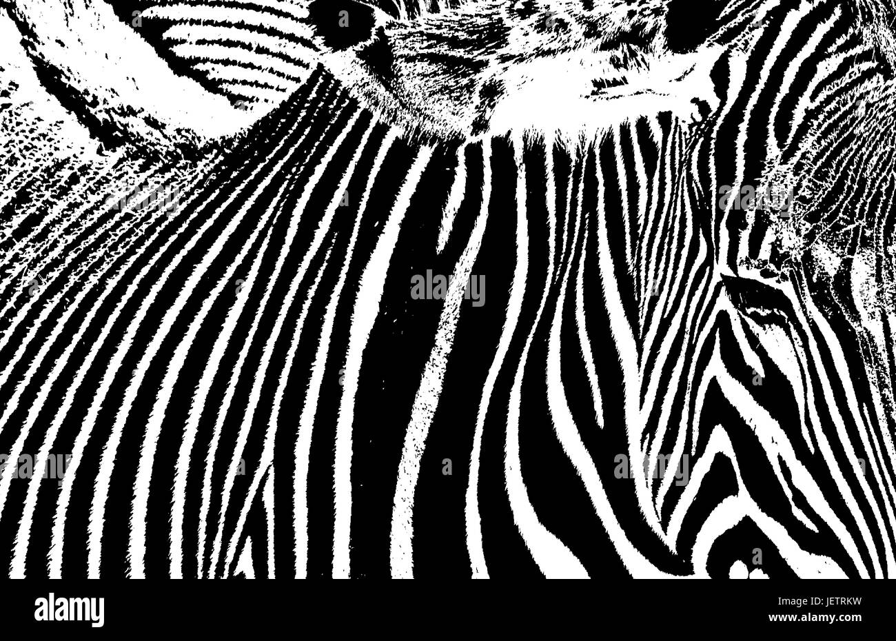 Zebra stripes crossing Stock Vector Images - Alamy