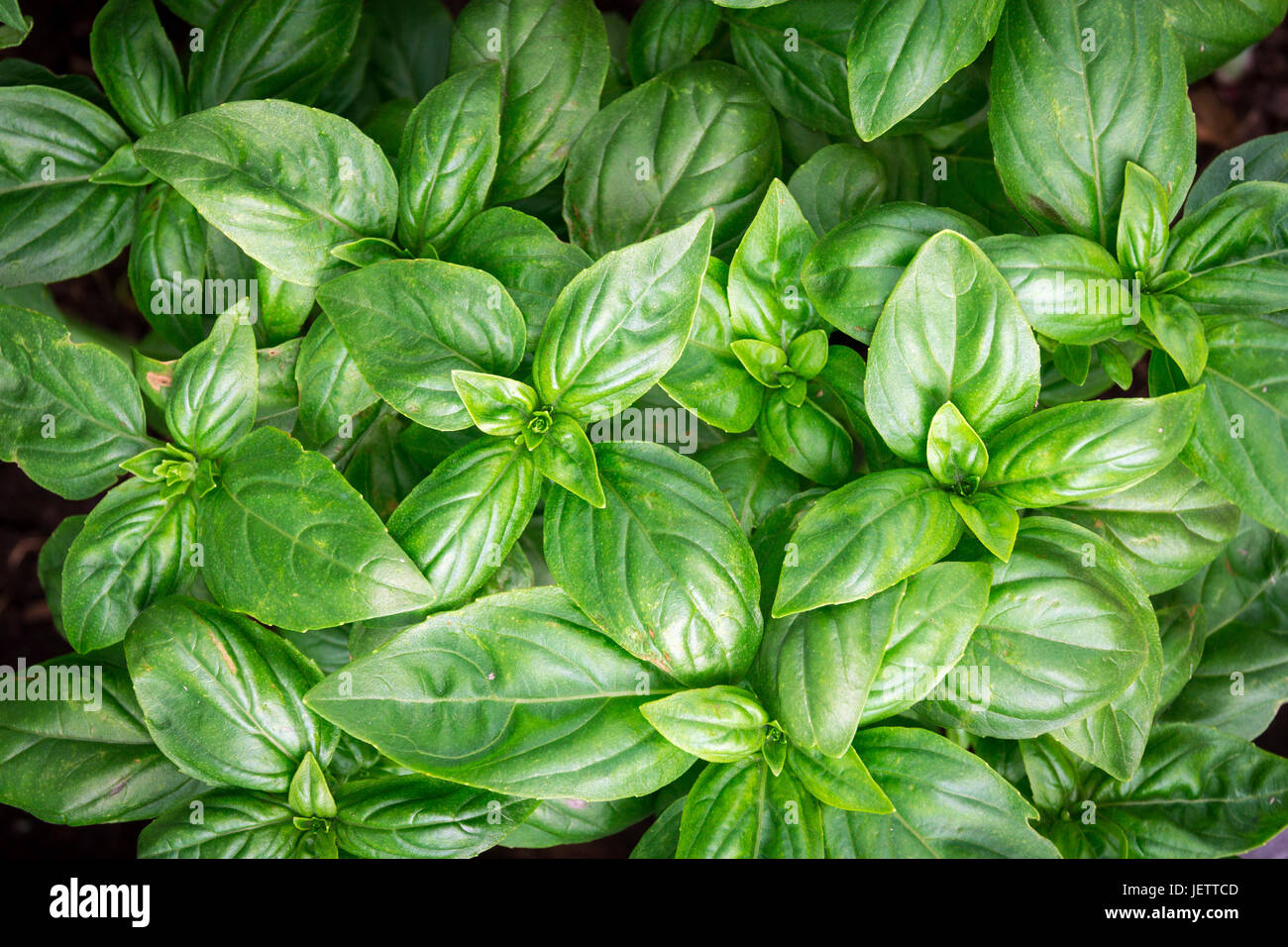 Basil herb plant hi-res stock photography and images - Alamy