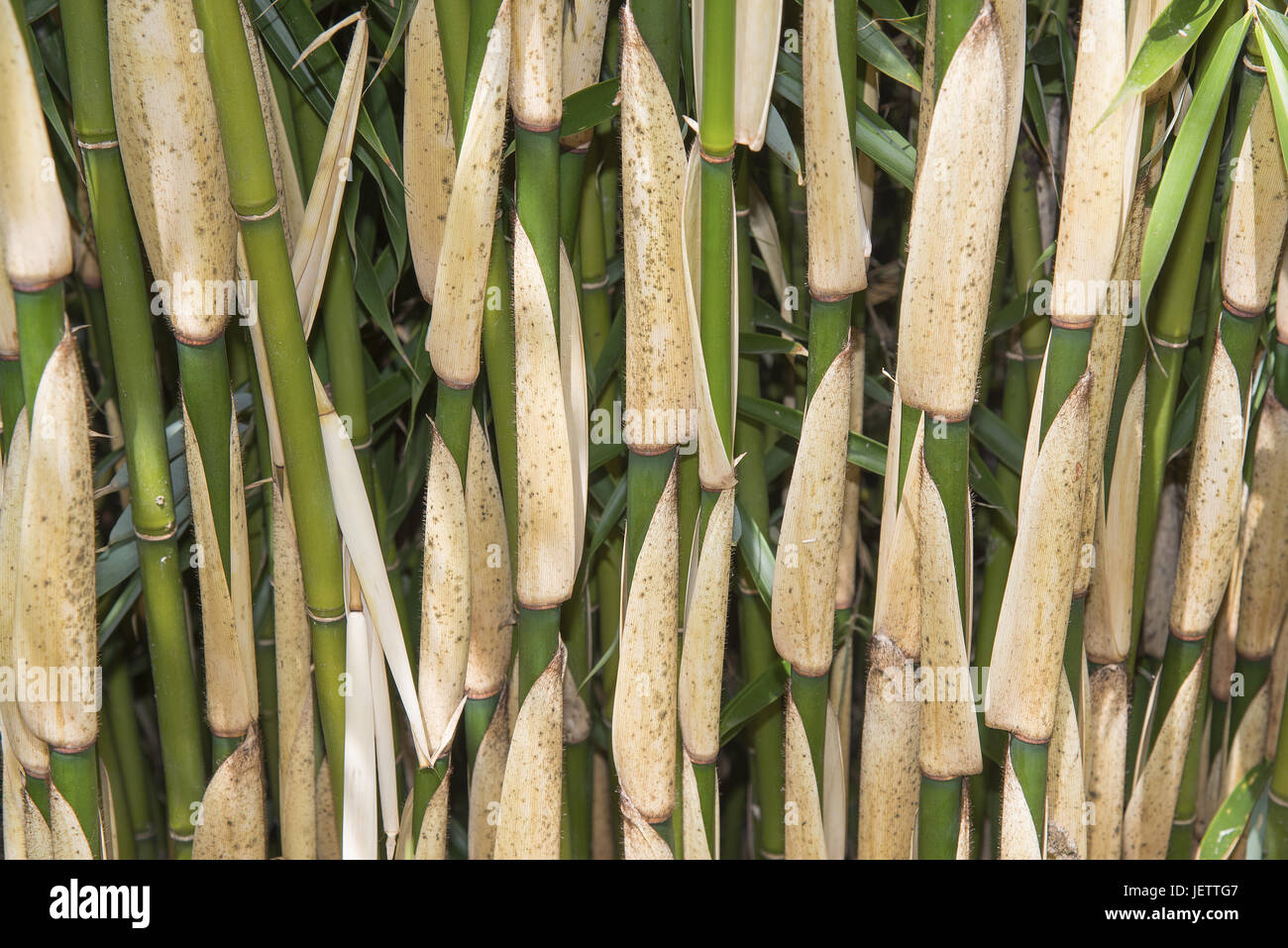 Close-up of mature bamboo stems showing a range of greens and yellow ...