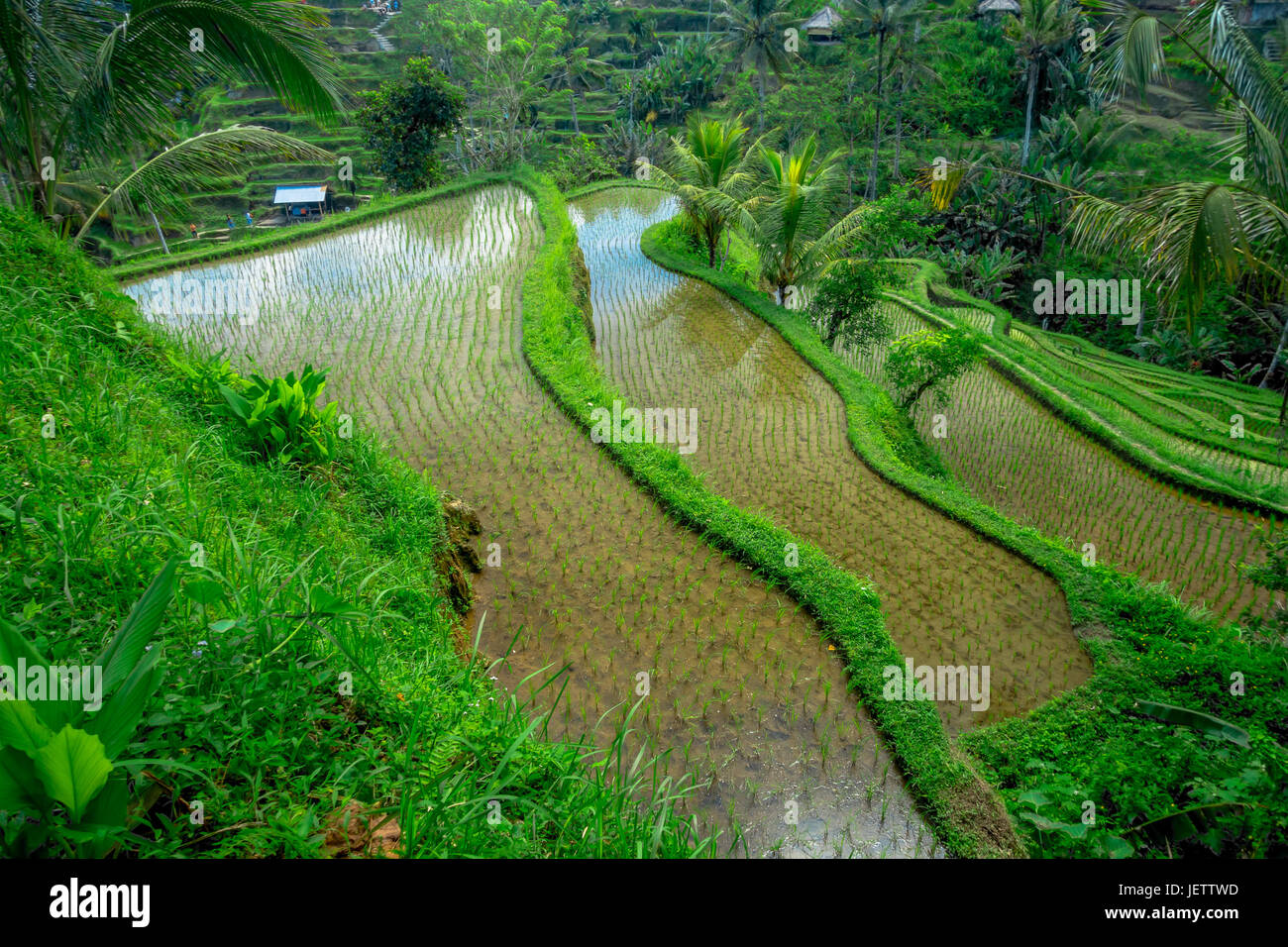 The most dramatic and spectacular rice terraces in Bali can be seen ...