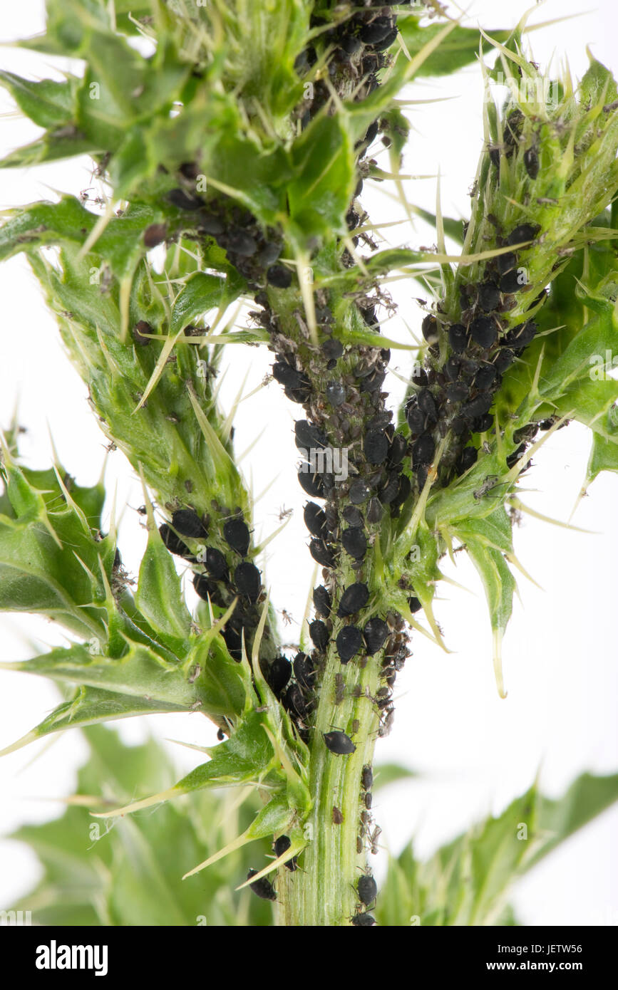 Spiny thistle stem hi-res stock photography and images - Alamy