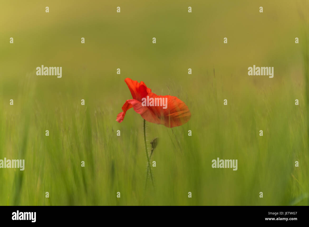 Barley wine hi-res stock photography and images - Alamy