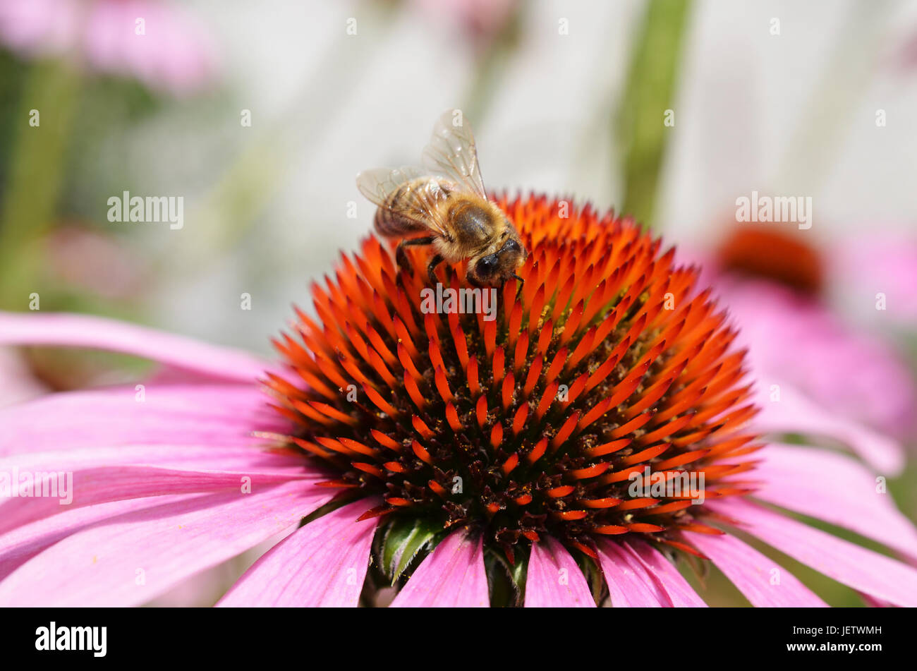 Beautiful blooming Echinacea Purpurea with bee collecting pollen in ...