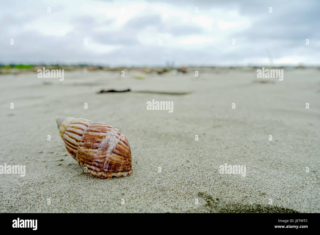 Cosmos Seashells High Resolution Stock Photography and Images - Alamy