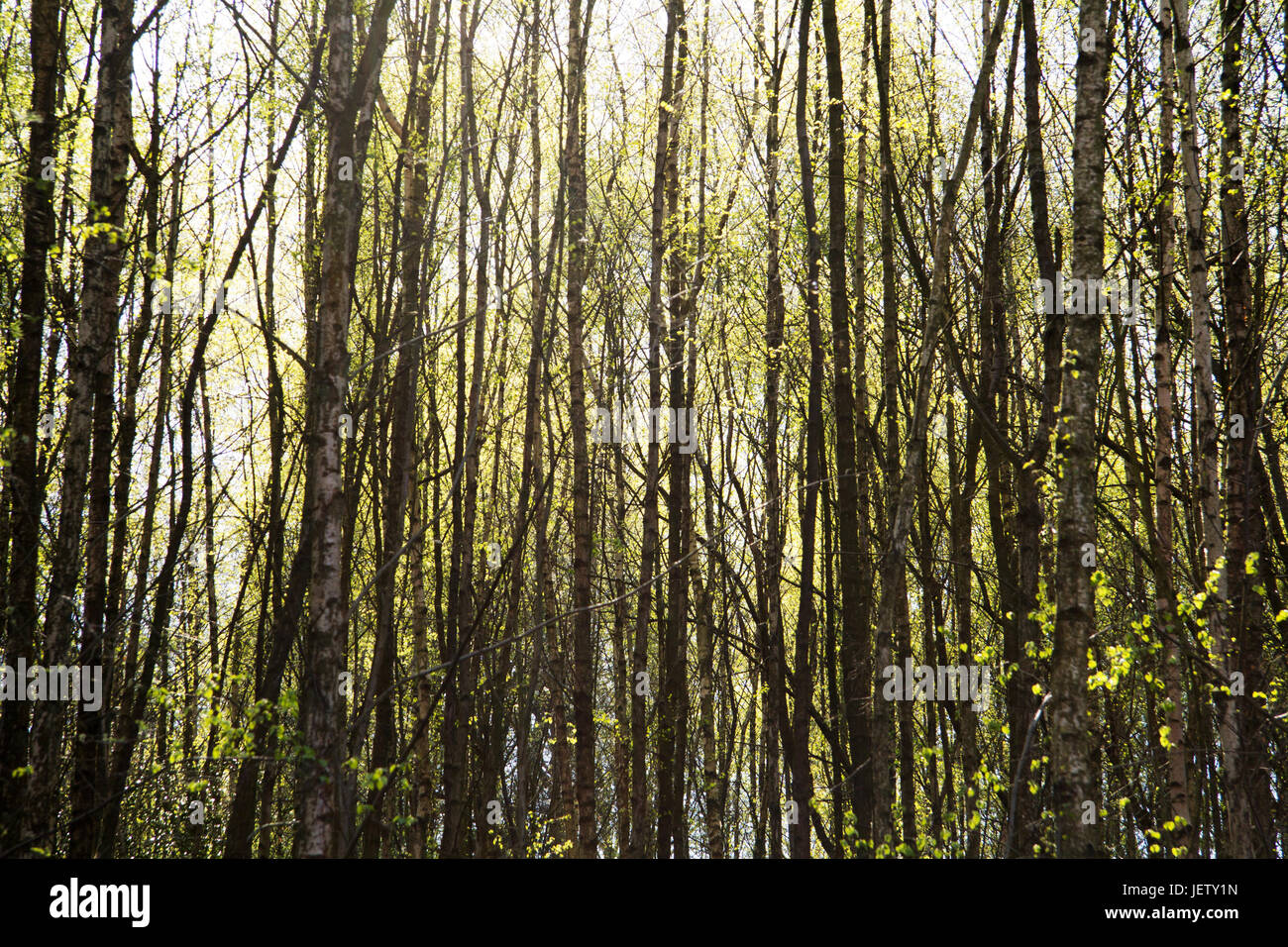 Low sun through trees in english woods Stock Photo - Alamy