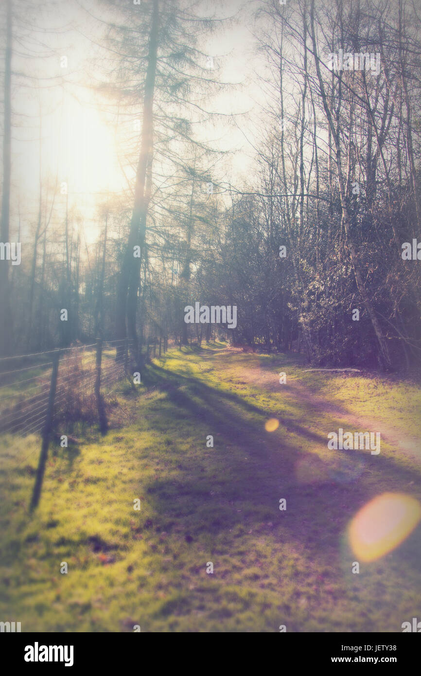 Low sun through trees in english woods Stock Photo - Alamy