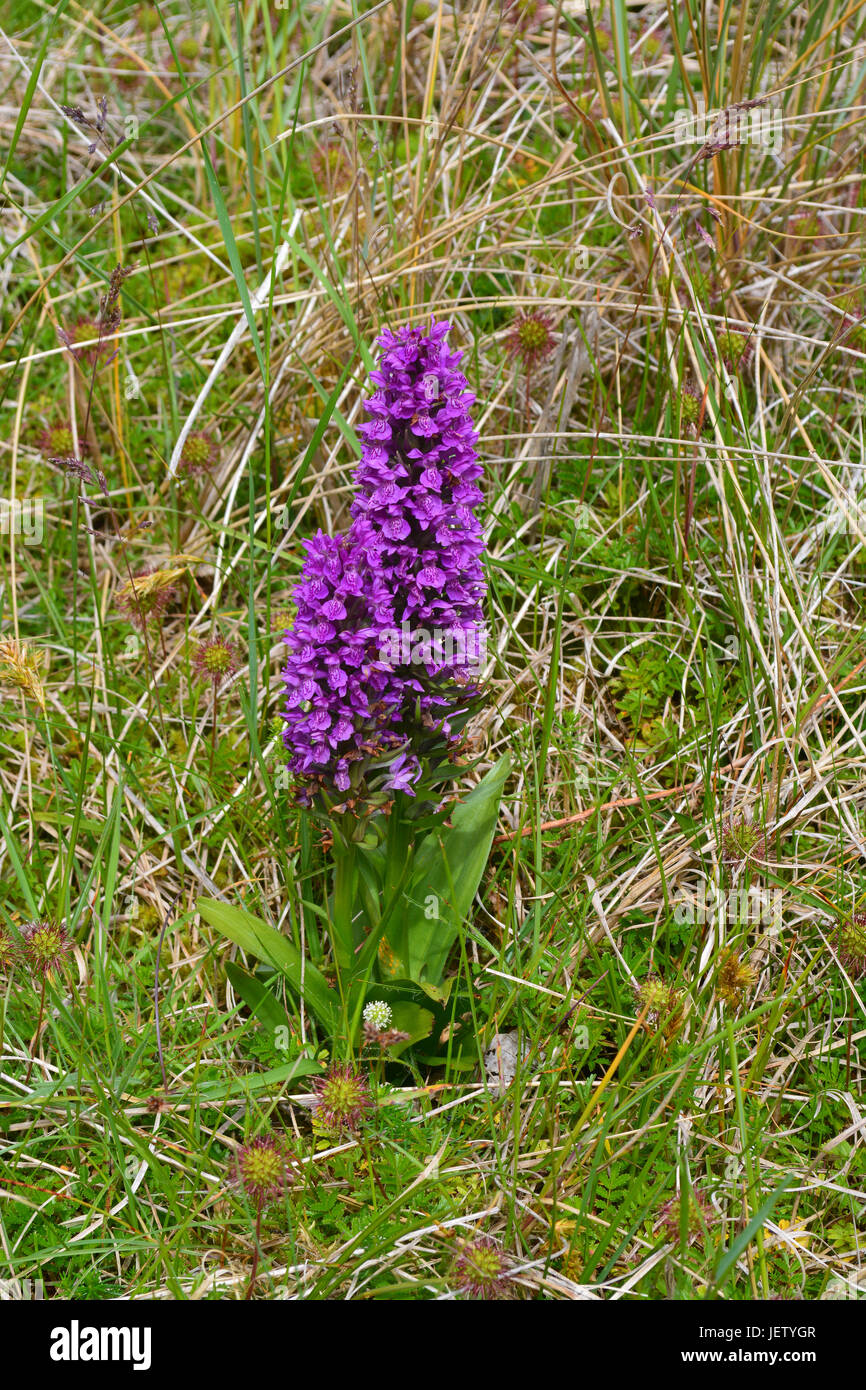 Northern Marsh Orchid Stock Photo - Alamy