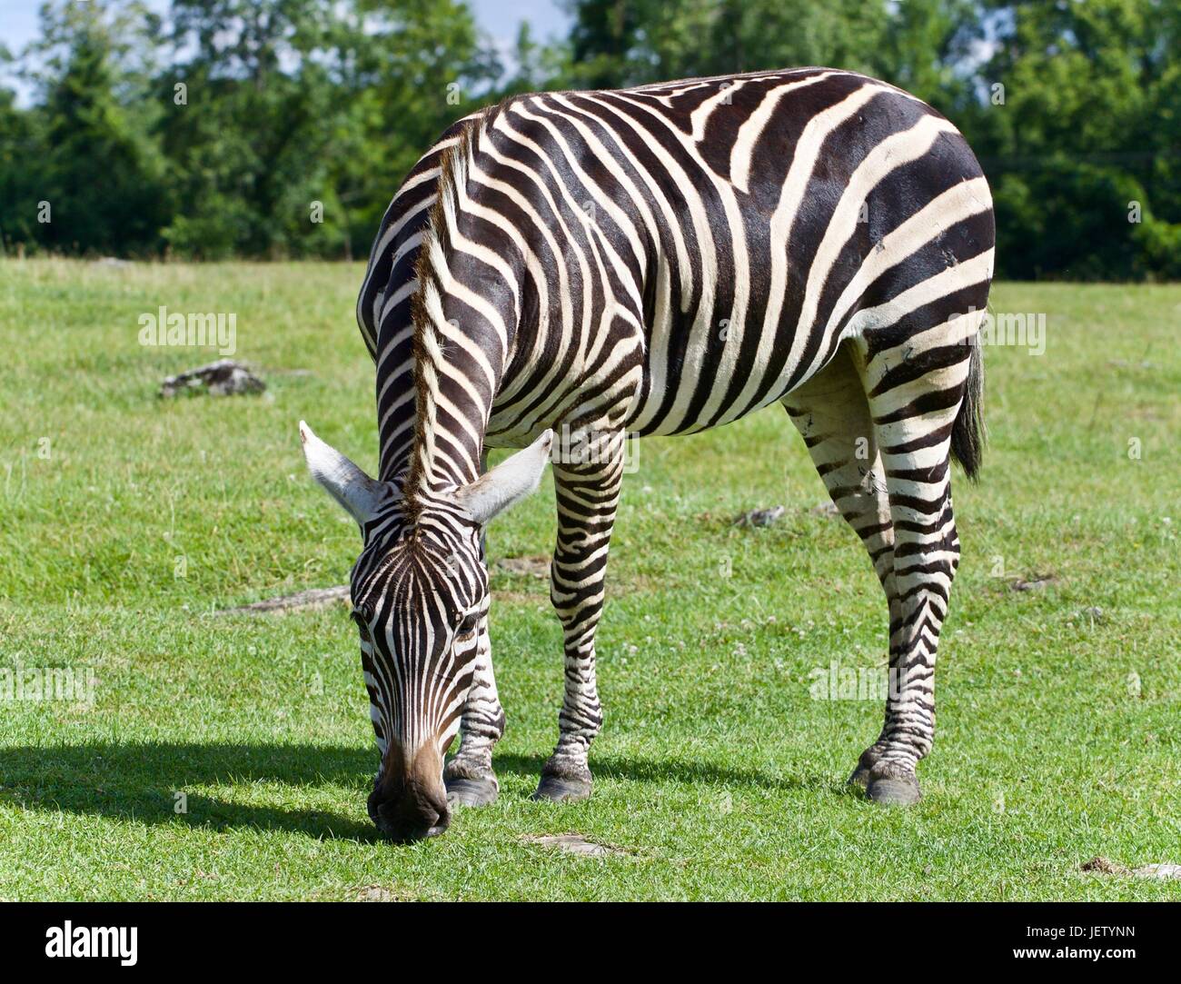 Postcard with a zebra eating the grass on a field Stock Photo - Alamy