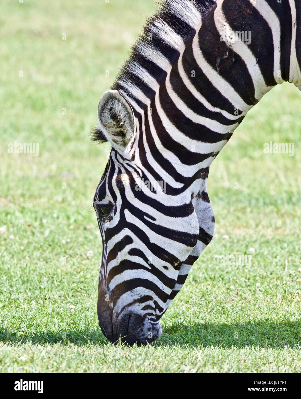 Isolated image of a zebra eating the grass Stock Photo - Alamy