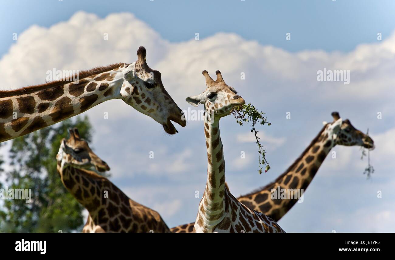Photo of four cute giraffes eating leaves Stock Photo - Alamy