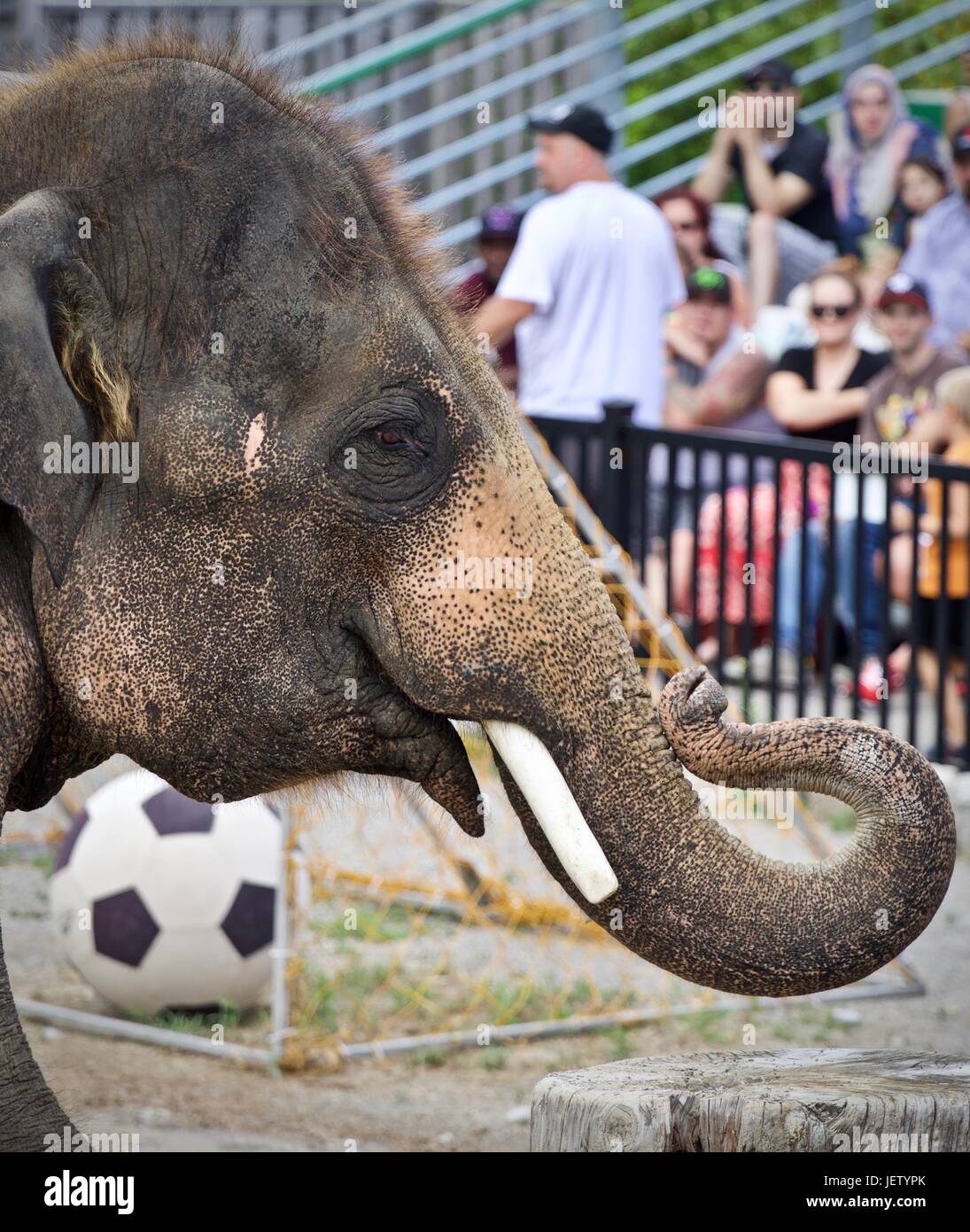 Picture with an elephant looking at a mob Stock Photo - Alamy