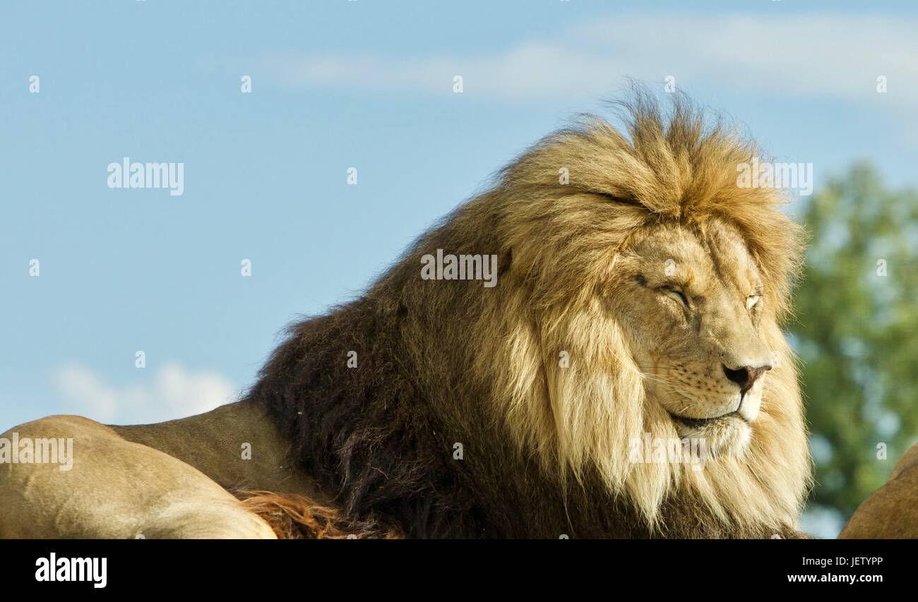 Isolated image of two lions laying together Stock Photo - Alamy