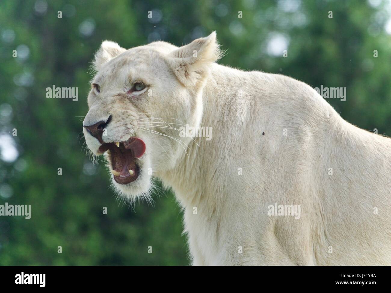 Isolated picture with a scary white lion screaming Stock Photo - Alamy