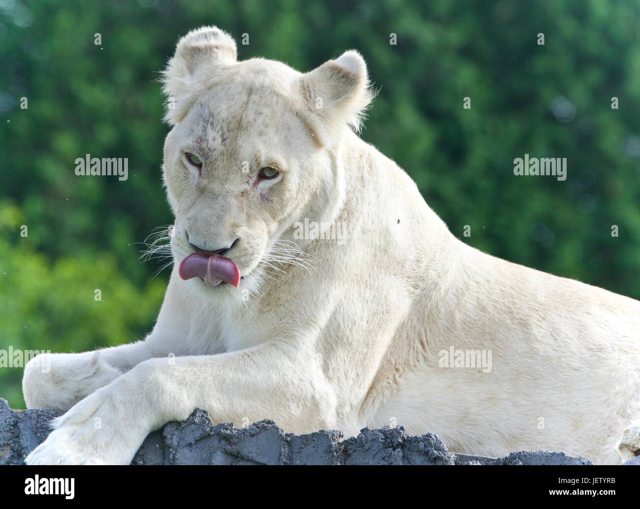 Isolated image of a white lion looking at camera Stock Photo - Alamy