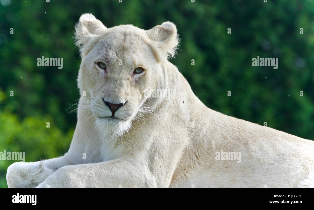 Picture with a white lion looking at camera Stock Photo - Alamy