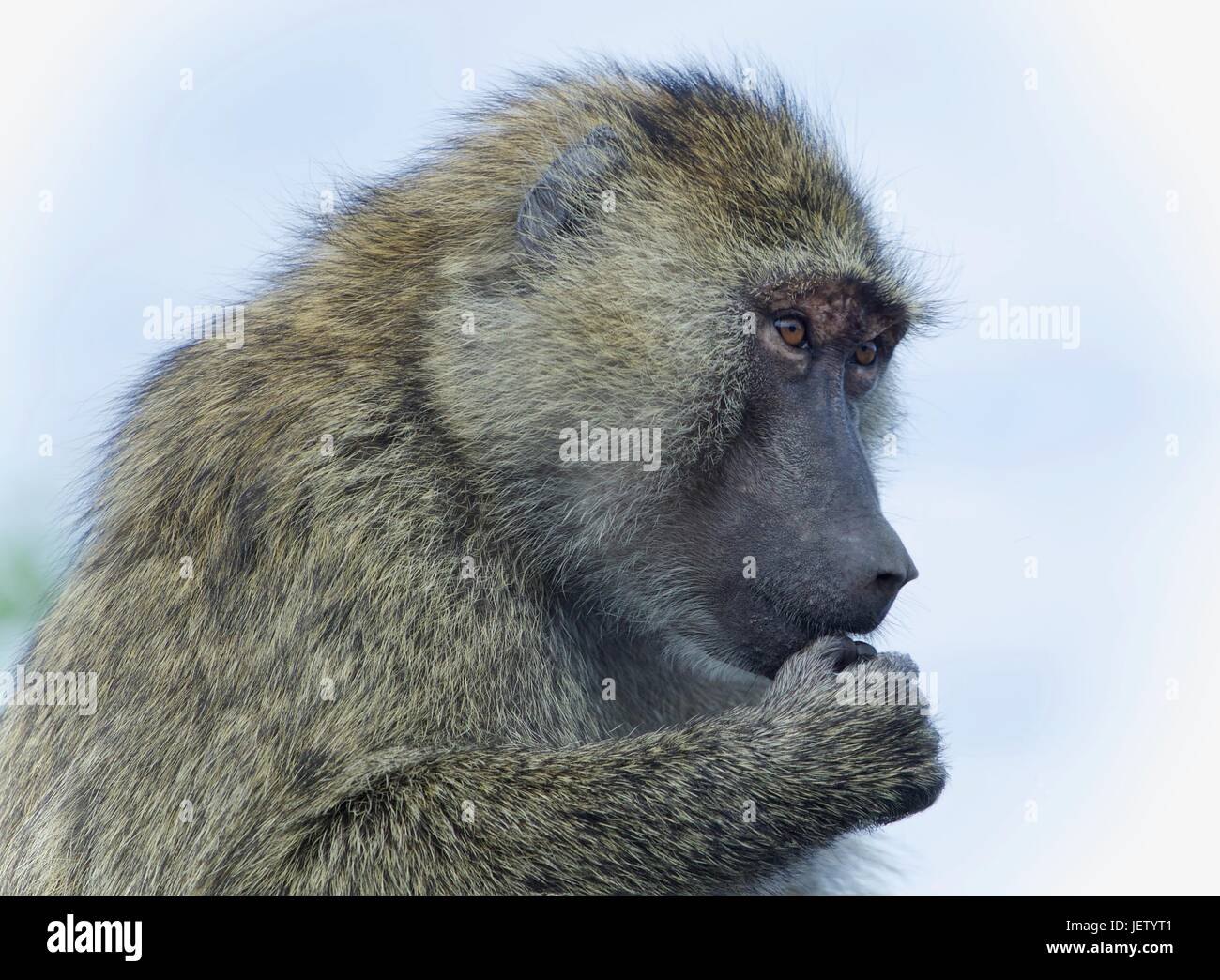 Funny baboon photo hi-res stock photography and images - Alamy