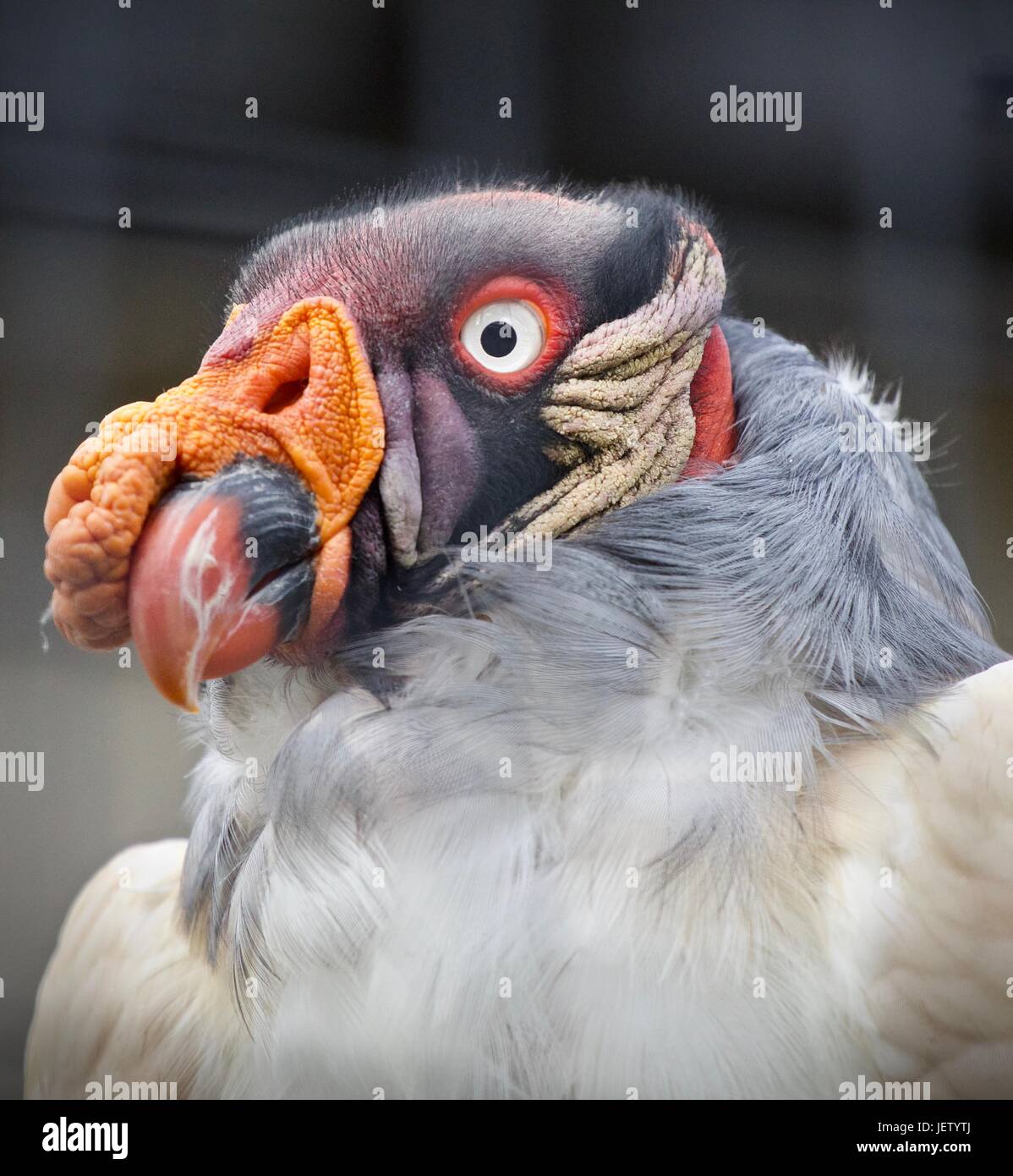 Photo of a funny vivid king vulture looking aside Stock Photo - Alamy