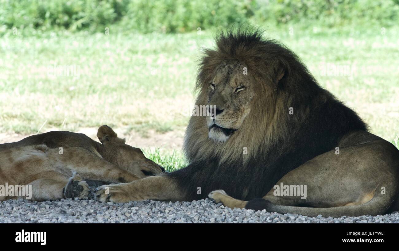 Photo of a couple of lions laying together Stock Photo - Alamy