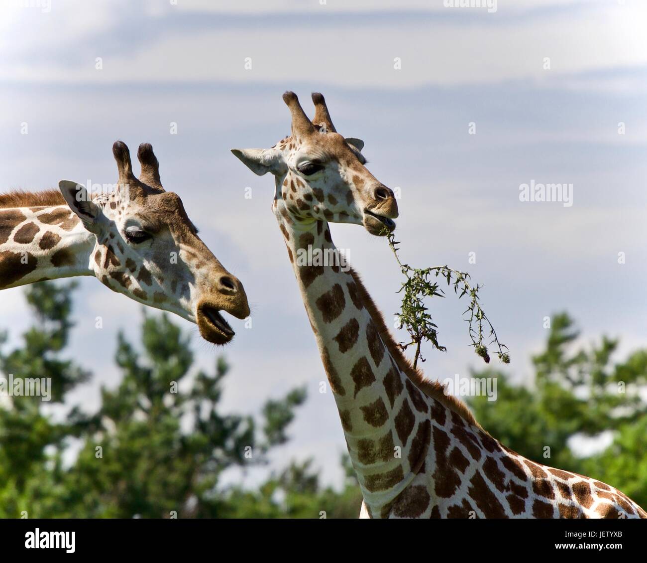 Image of a couple of cute giraffes eating leaves Stock Photo - Alamy