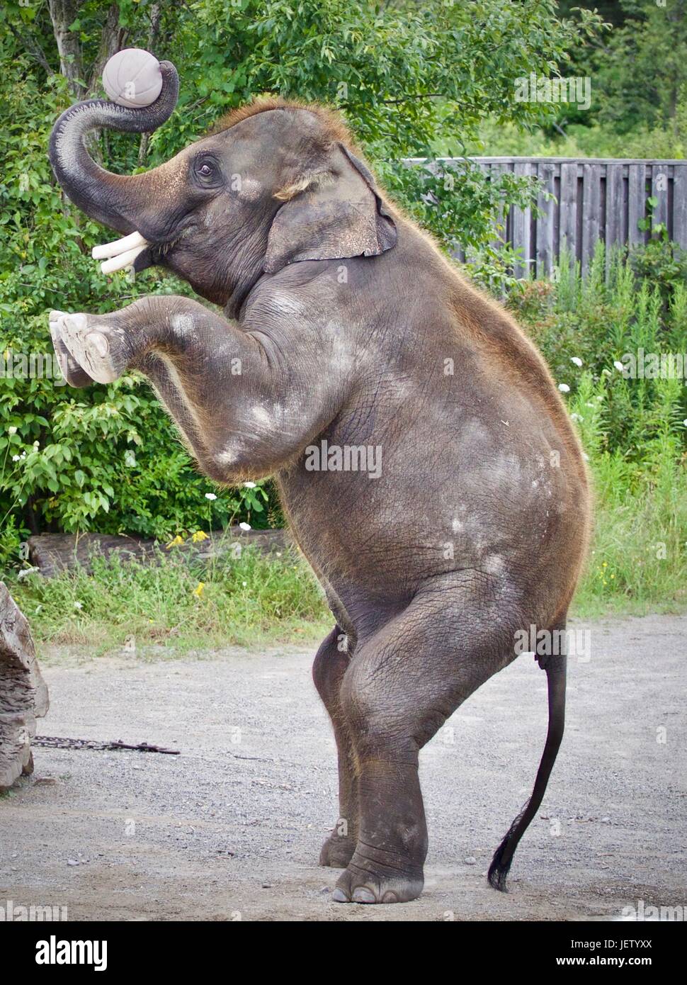 Postcard with an elephant standing on two legs Stock Photo - Alamy