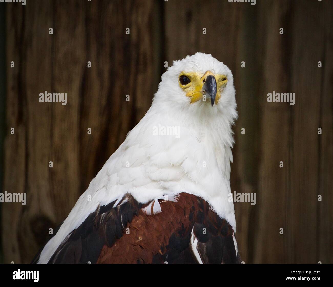 Hamilton straight hi-res stock photography and images - Alamy