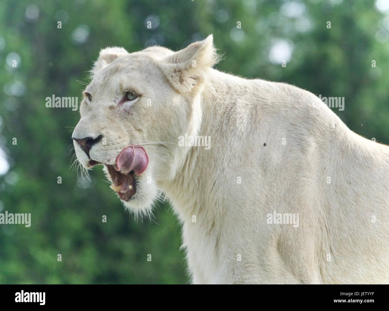Photo of a scary white lion screaming in a field Stock Photo - Alamy
