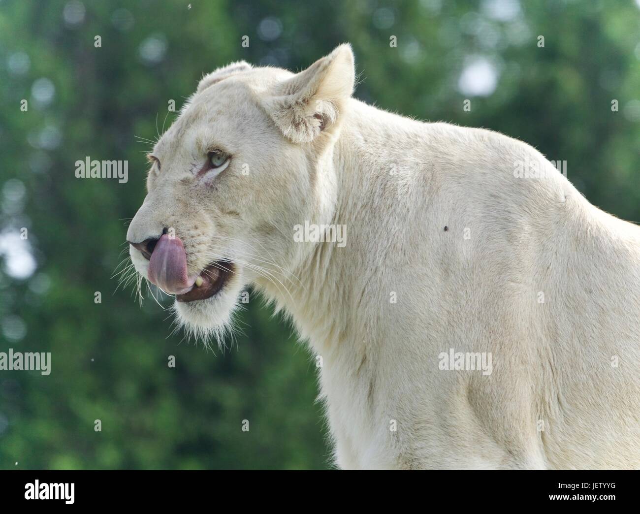 Background with a scary white lion screaming Stock Photo - Alamy