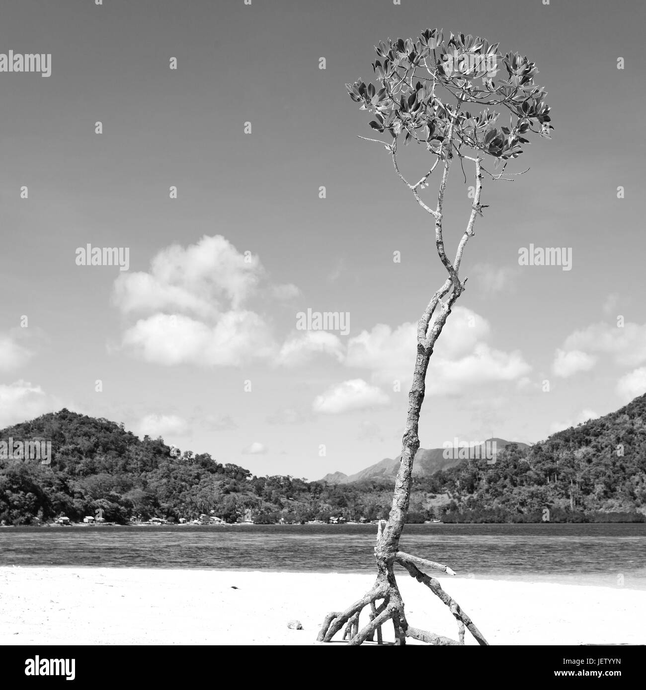 Philippines palawan tree roots Black and White Stock Photos & Images ...
