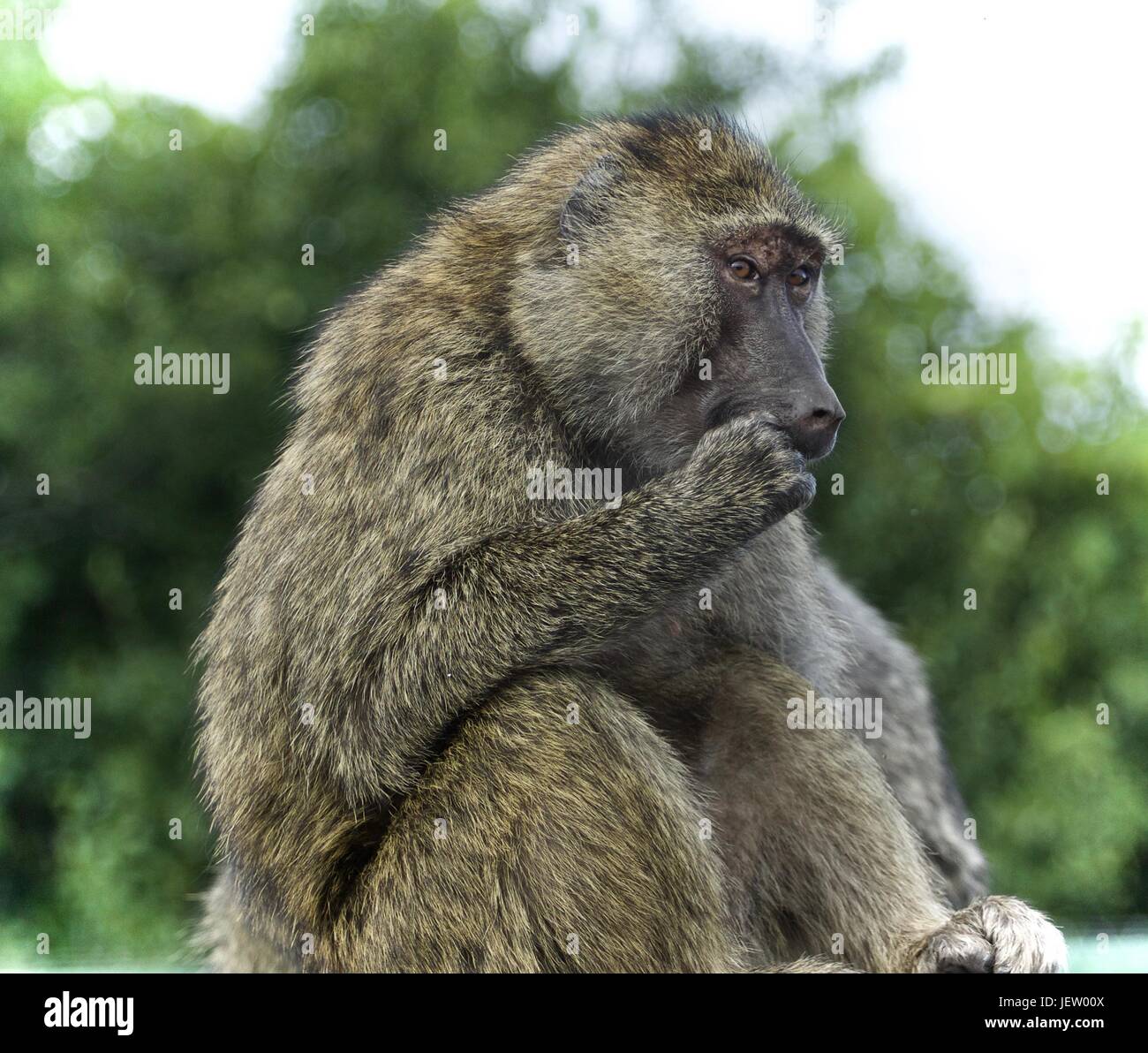 Background with a funny baboon looking aside Stock Photo - Alamy
