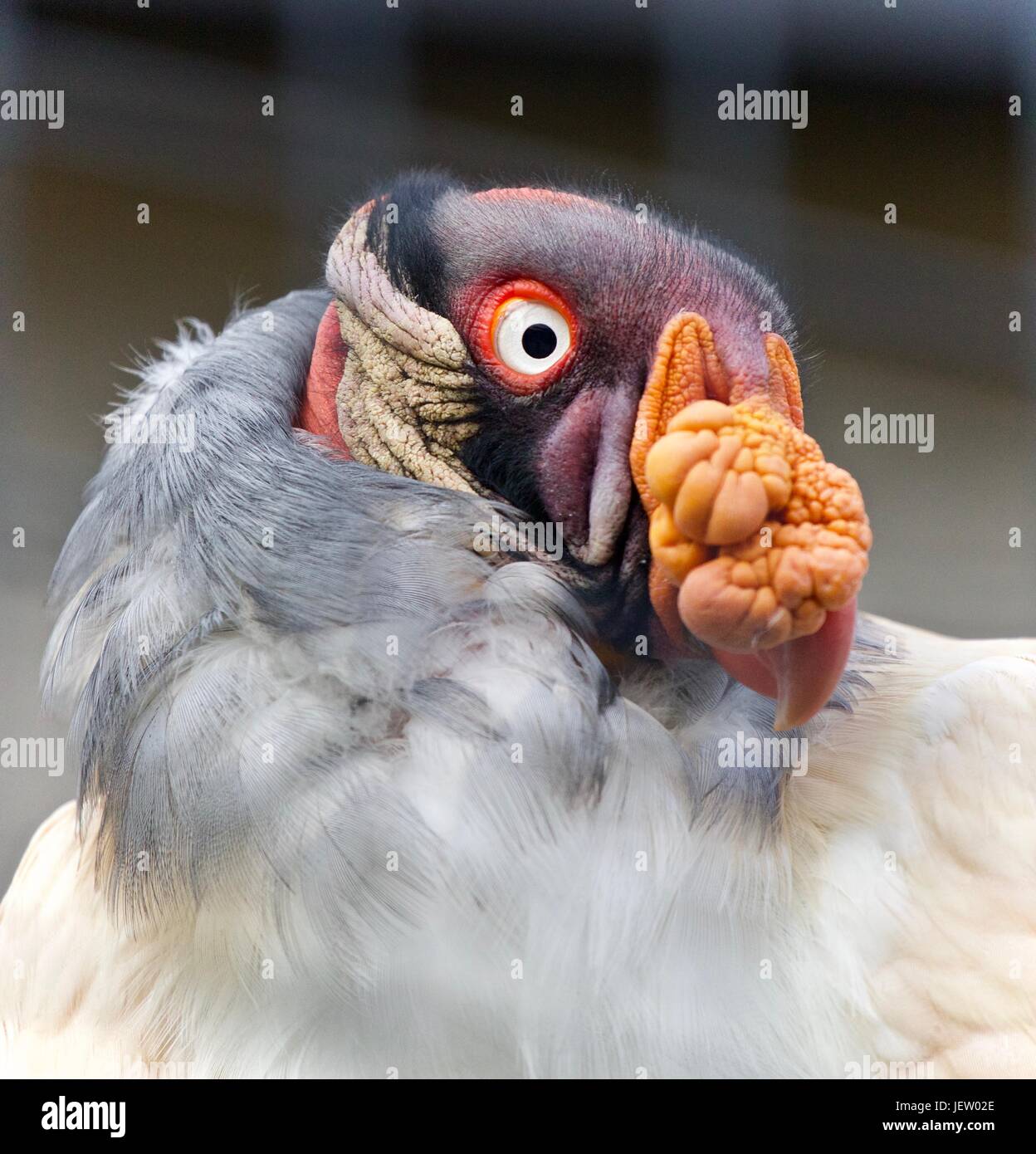 Image of a funny vivid king vulture looking aside Stock Photo - Alamy