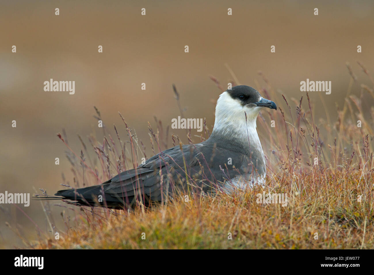Arctic skua / parasitic skua / parasitic jaeger (Stercorarius ...