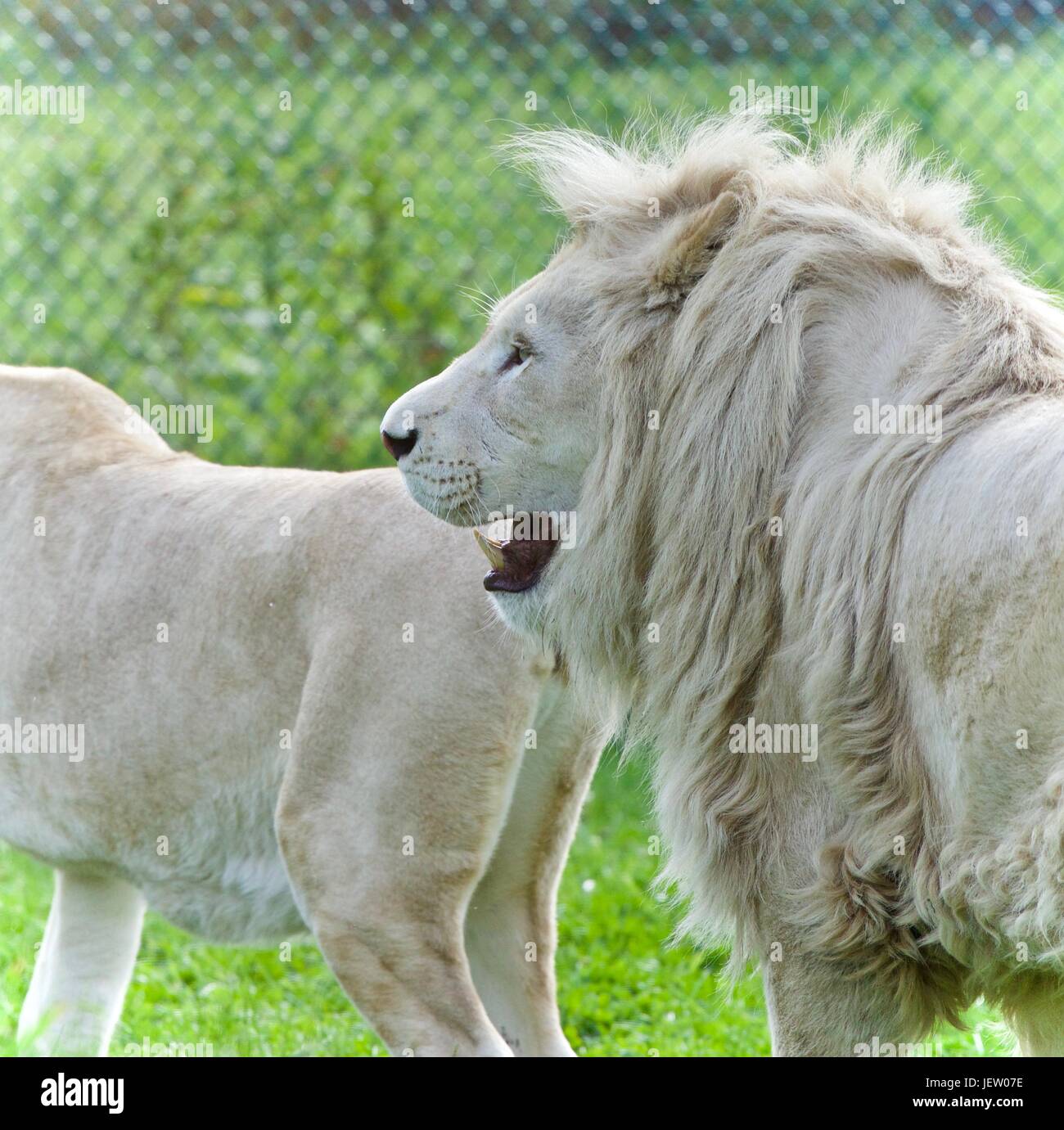 Isolated photo of two white lions laying together Stock Photo - Alamy