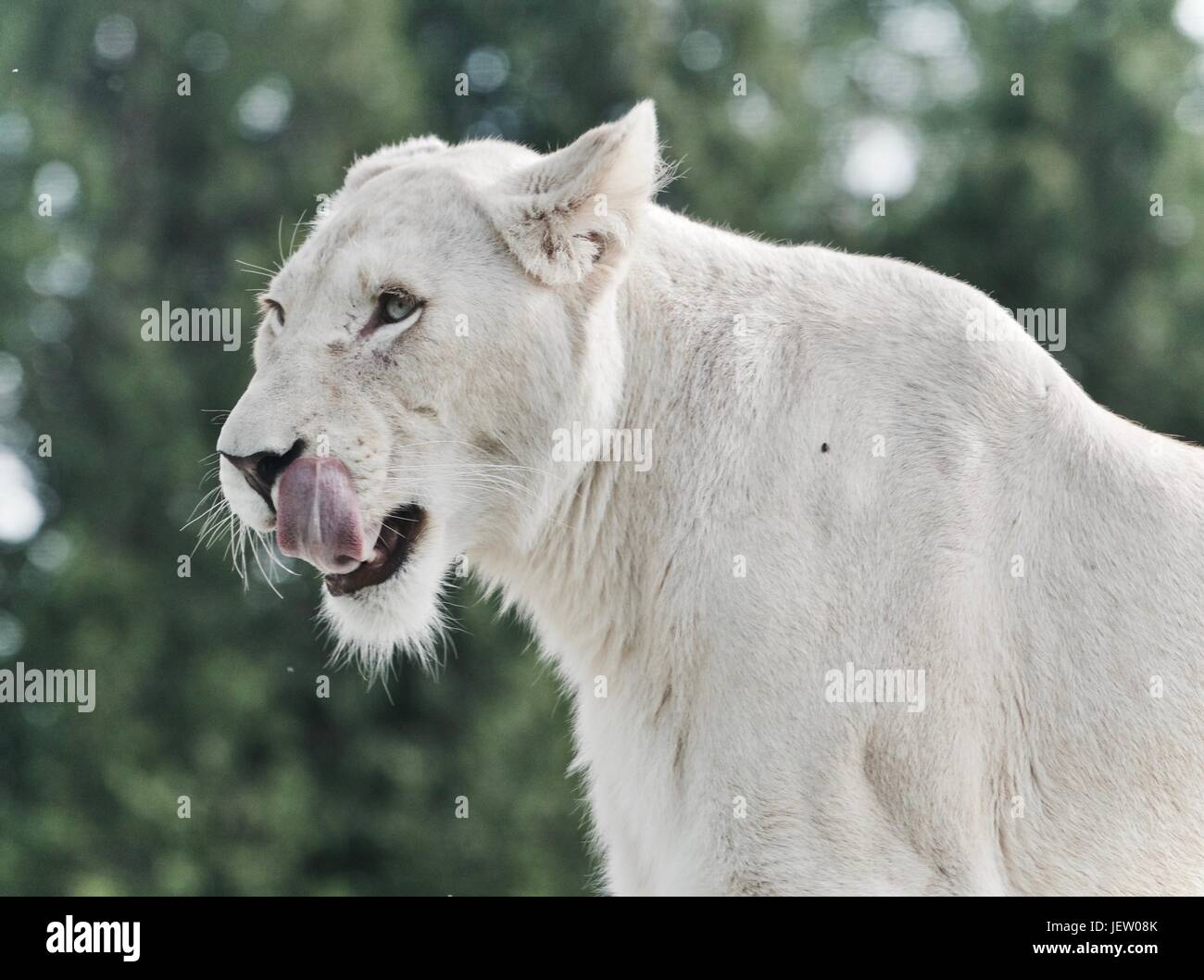 Postcard with a scary white lion screaming Stock Photo - Alamy