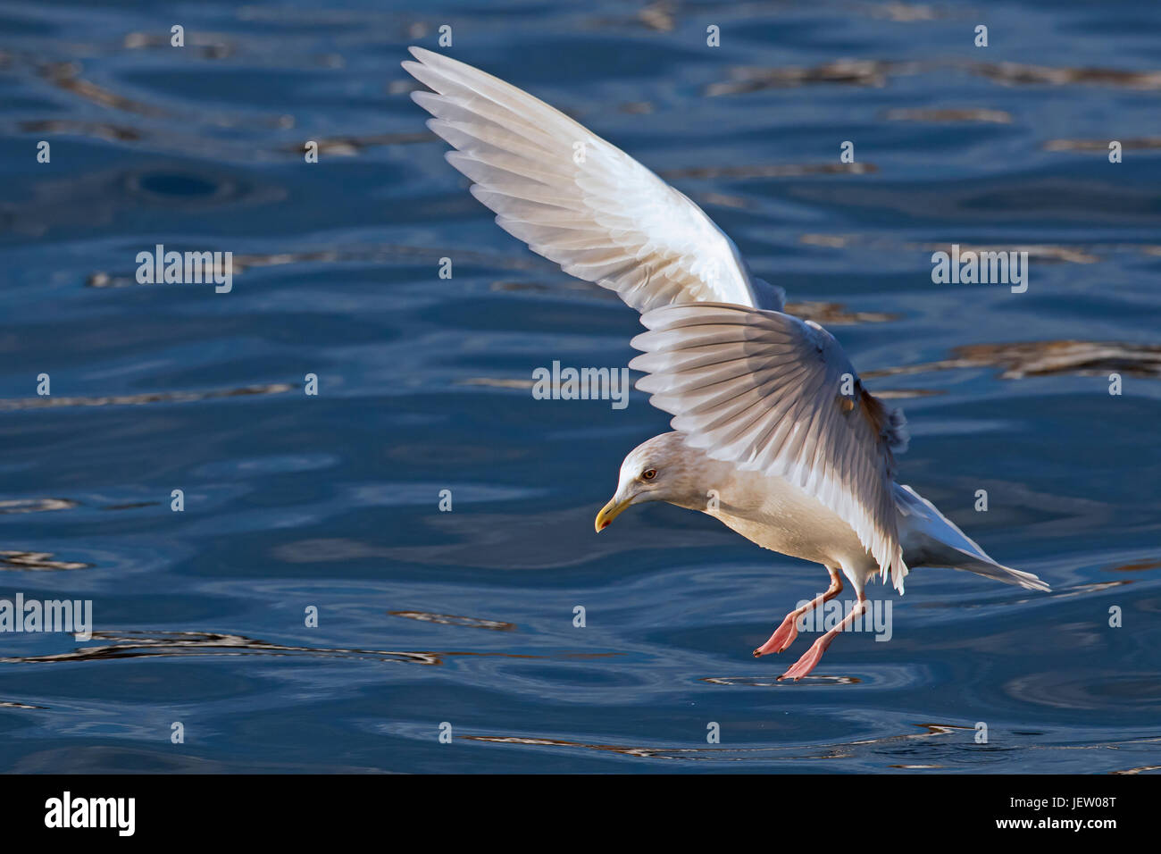 Iceland gull hi-res stock photography and images - Alamy