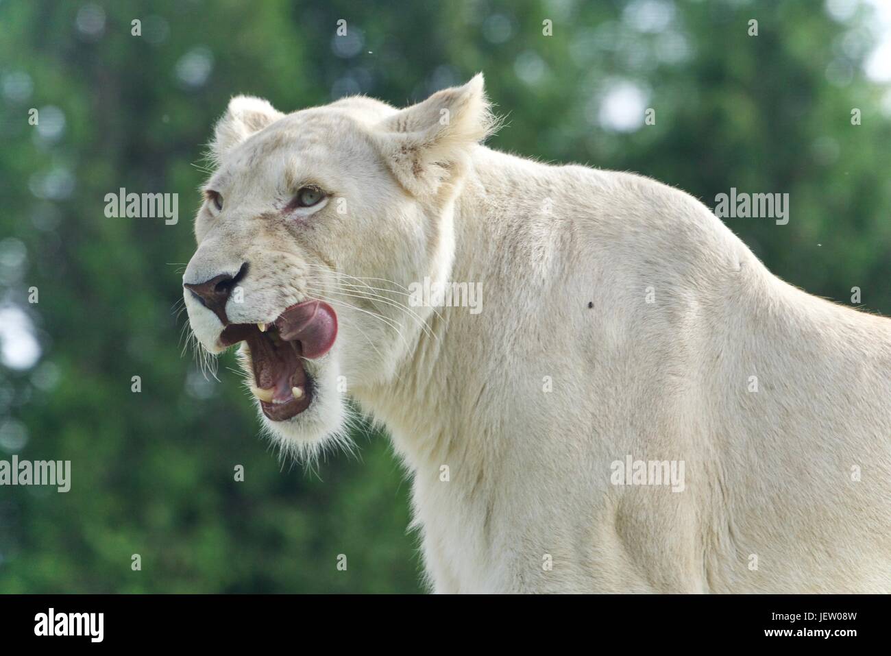 Image of a scary white lion screaming in a field Stock Photo - Alamy