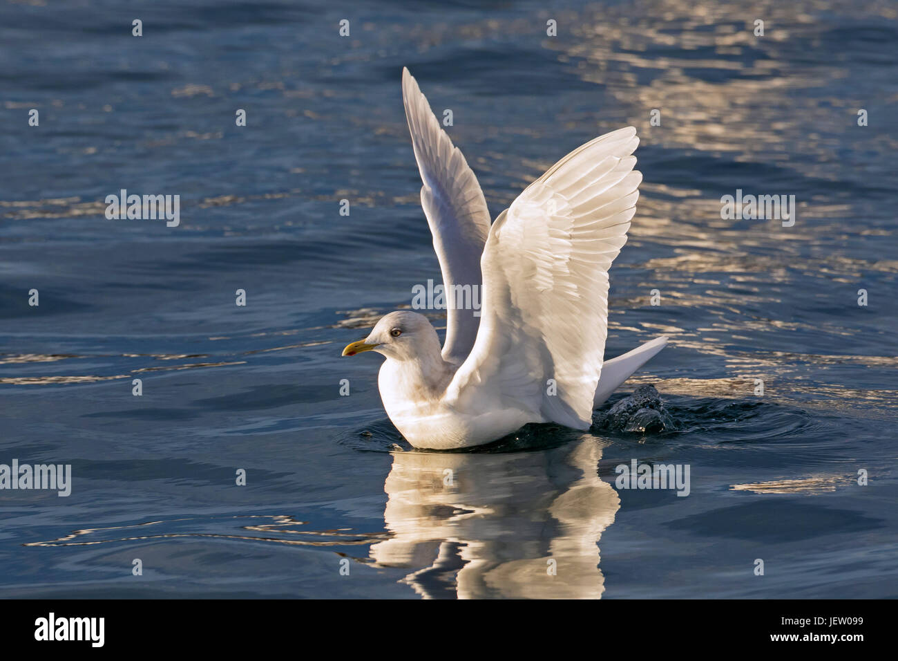 Iceland gull (Larus glaucoides) landing on water at sea in winter ...