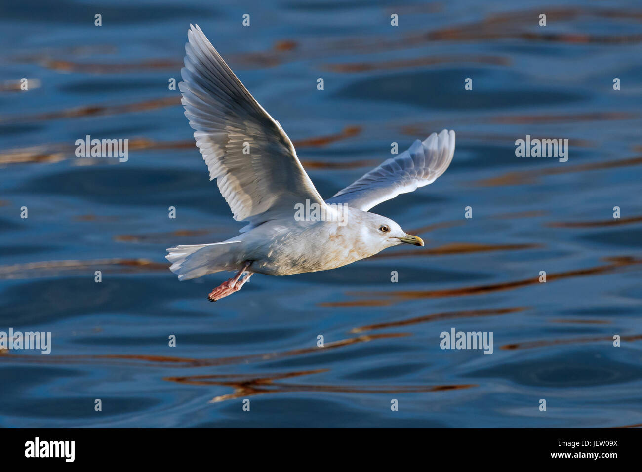 Iceland gull (Larus glaucoides) flying over water in winter, Iceland ...