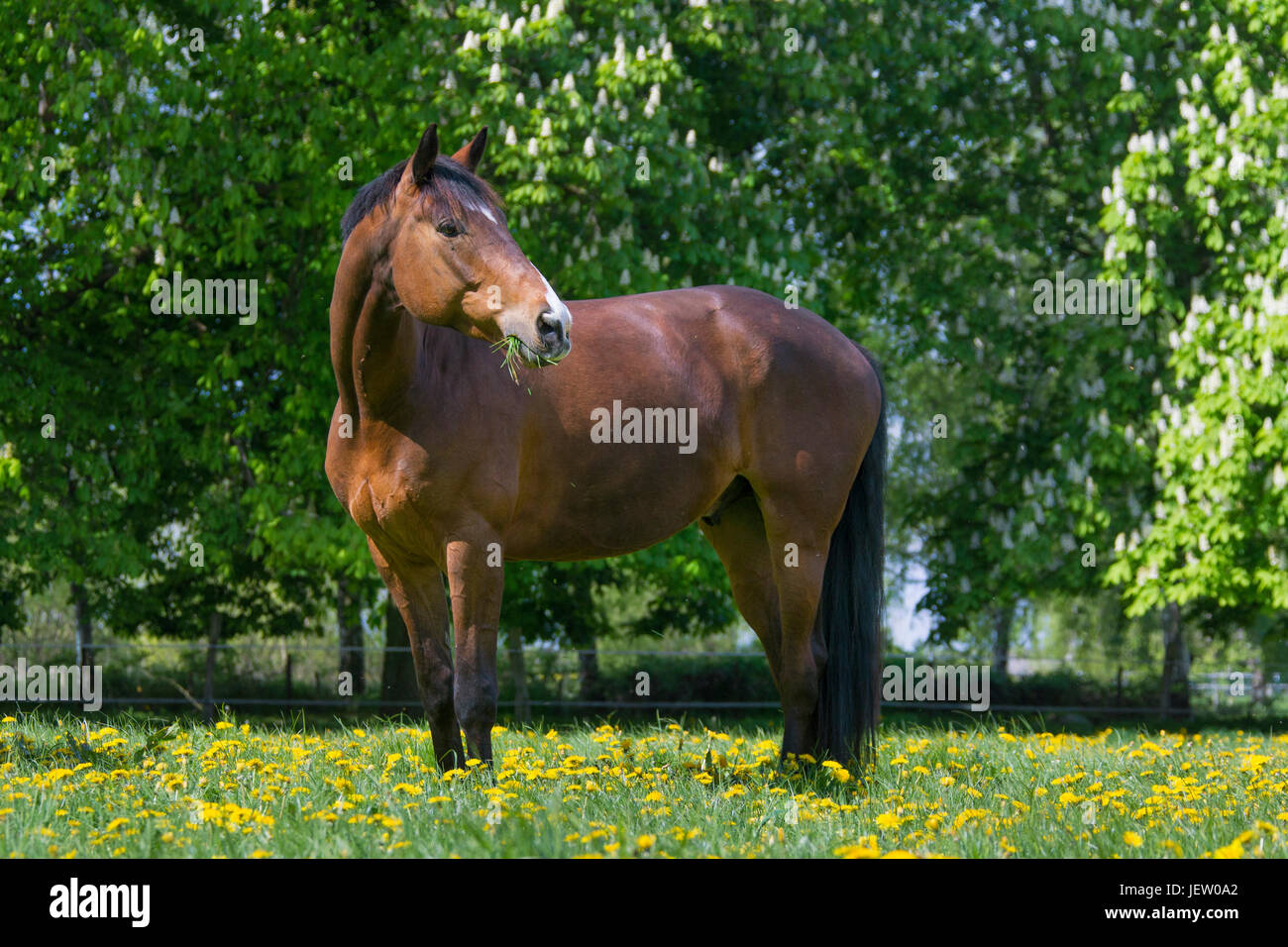 Bay coloured Trakehner horse, East Prussian warmblood breed of horse in ...