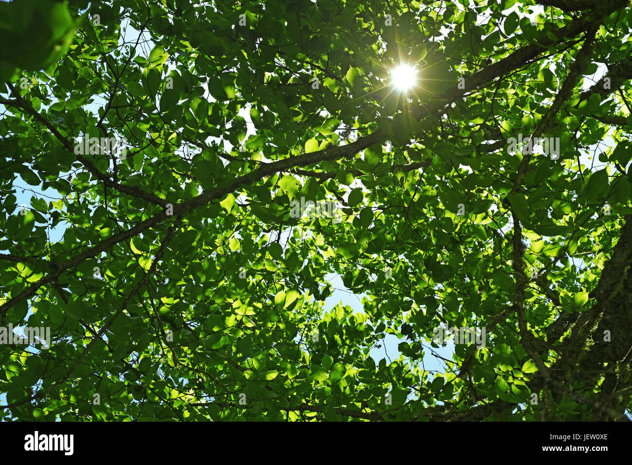 Sun light through the branches of trees. Summer abstraction Stock Photo ...