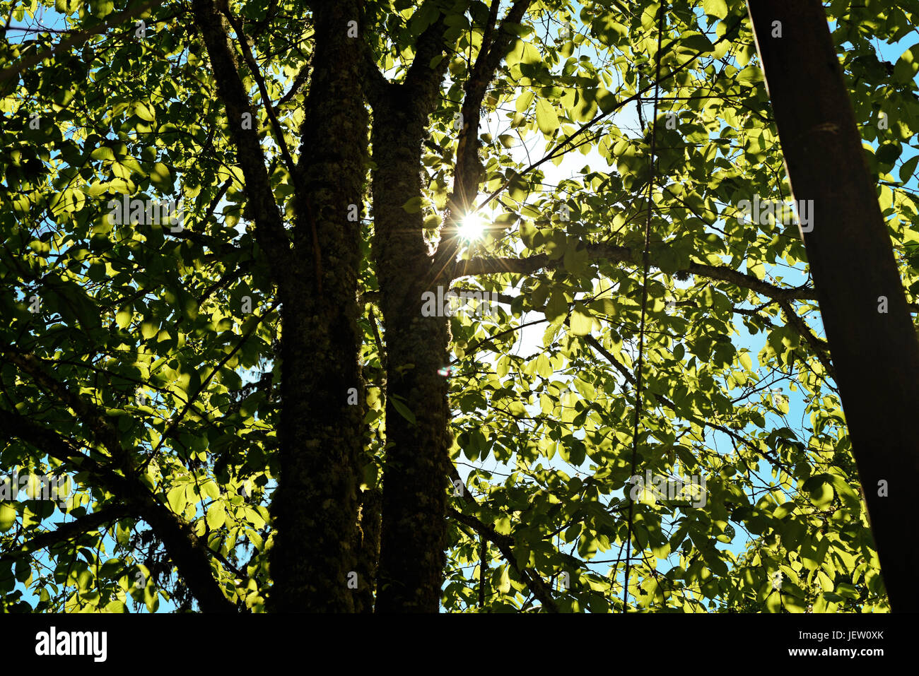 Sun light through the branches of trees. Summer abstraction Stock Photo ...