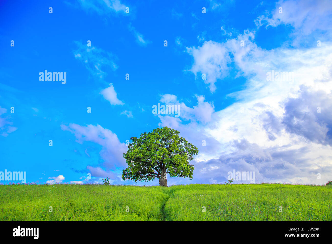 Lonely tree in a green field. Idyllic landscape Stock Photo - Alamy