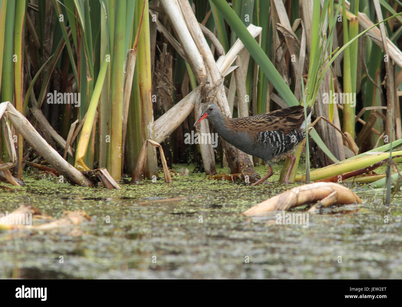 Photographs of water rail hi-res stock photography and images - Alamy