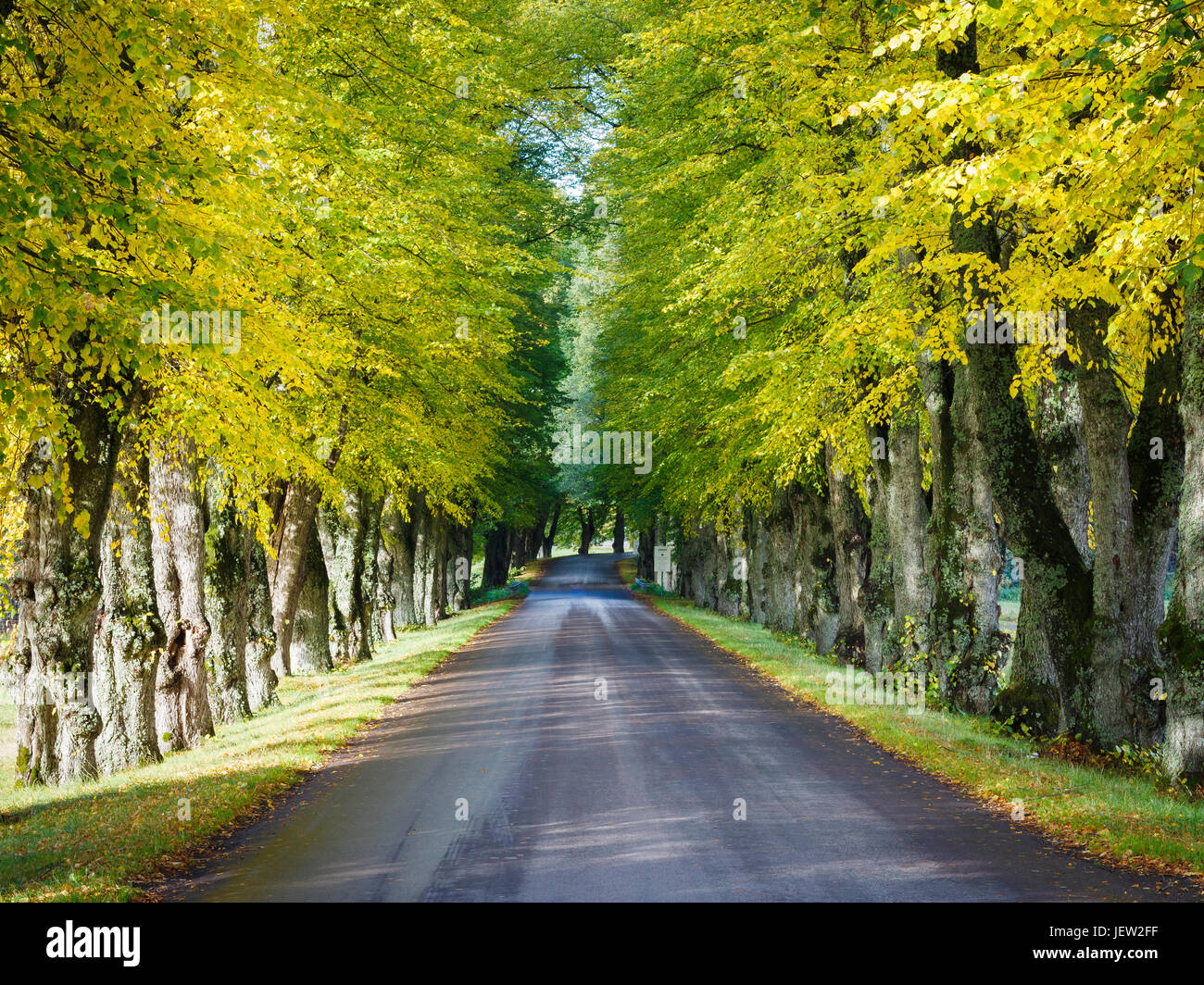 Autumn trees along country road Stock Photo - Alamy